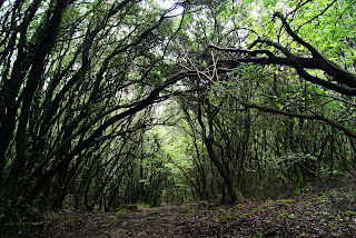Txirpial: ECOSISTEMA DEL BOSQUE: RUTA POR EL MONTE BUCIERO.