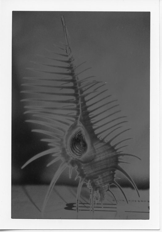 Kennedy High School Photography: Solarization