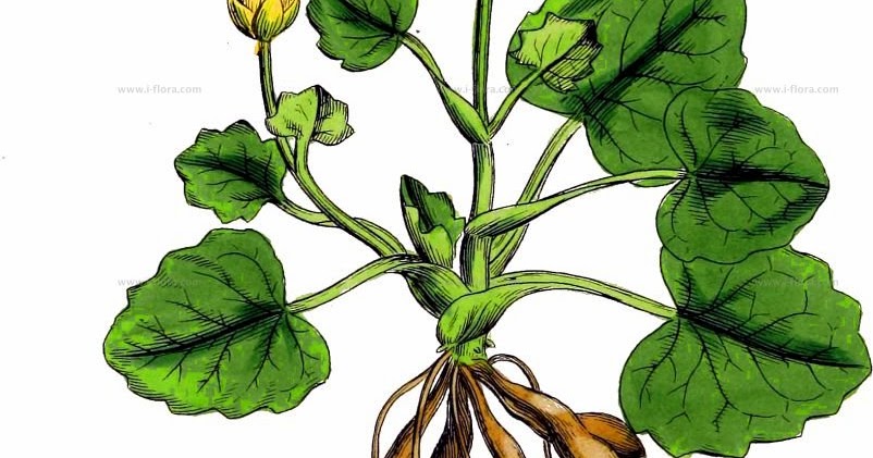 Seminte si plante de gradina hobby: Untisor-Ficaria Verna