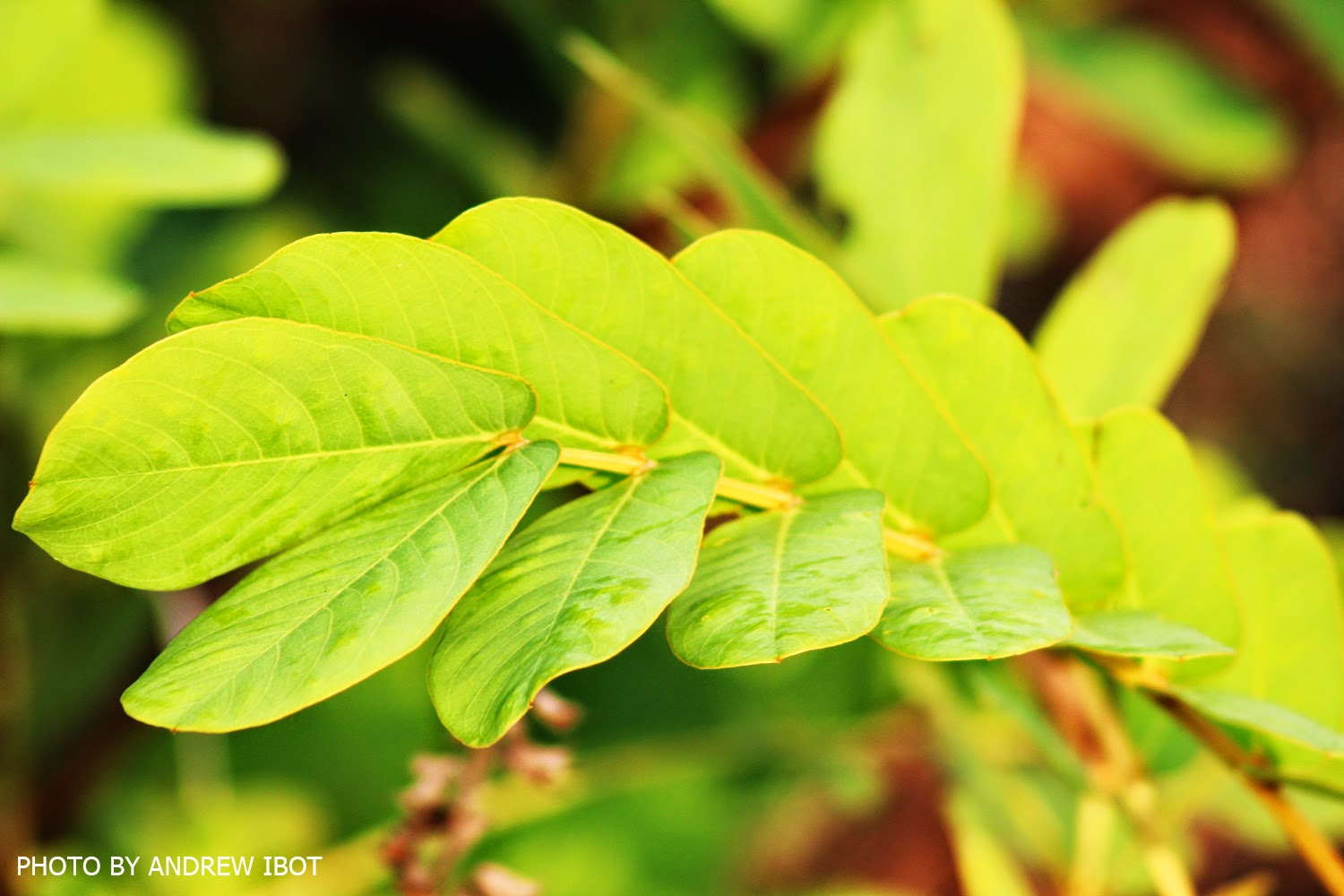 Ako si ANDREW IBOT!: Akapulko