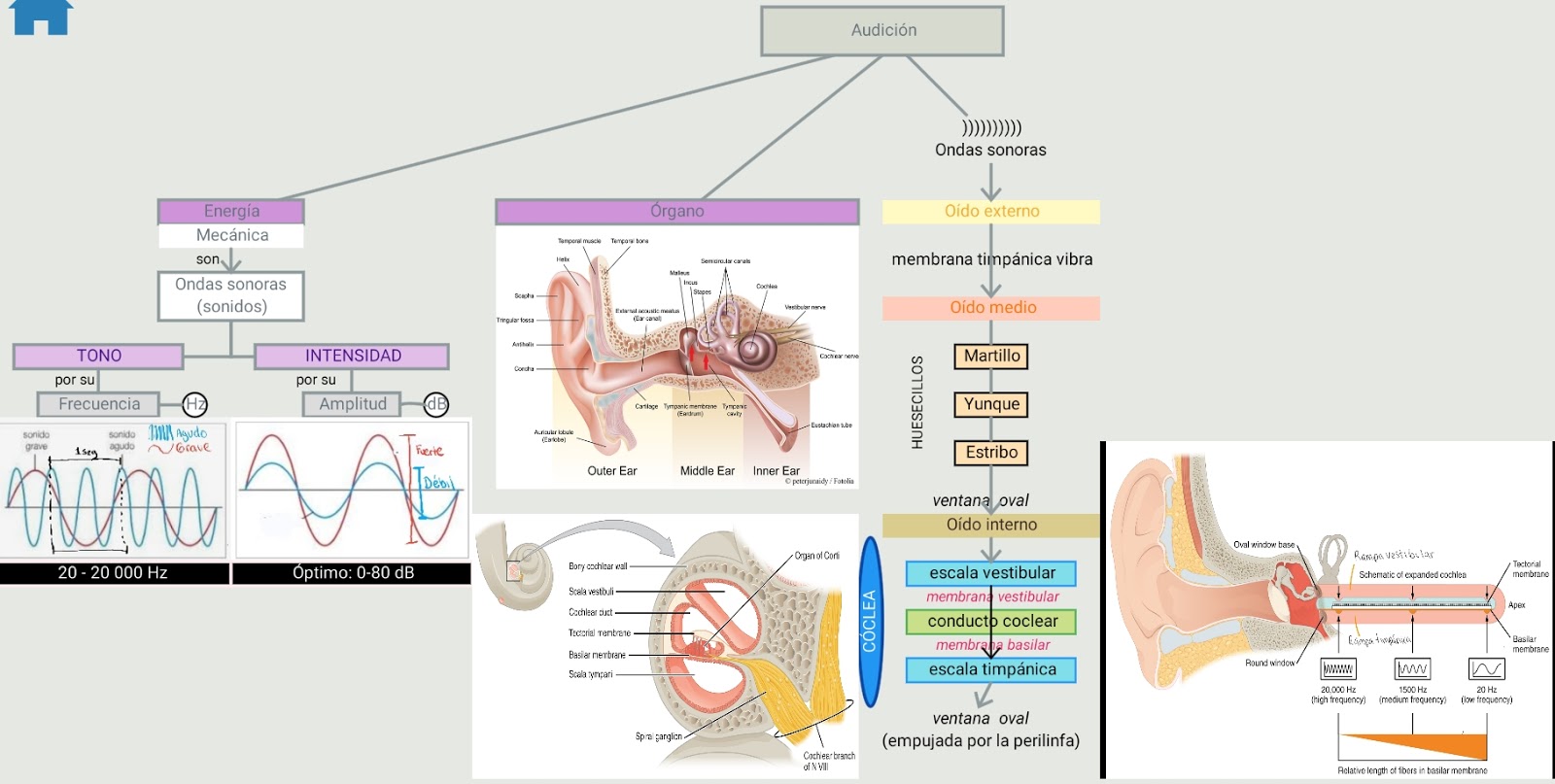 Fisiología: Audición