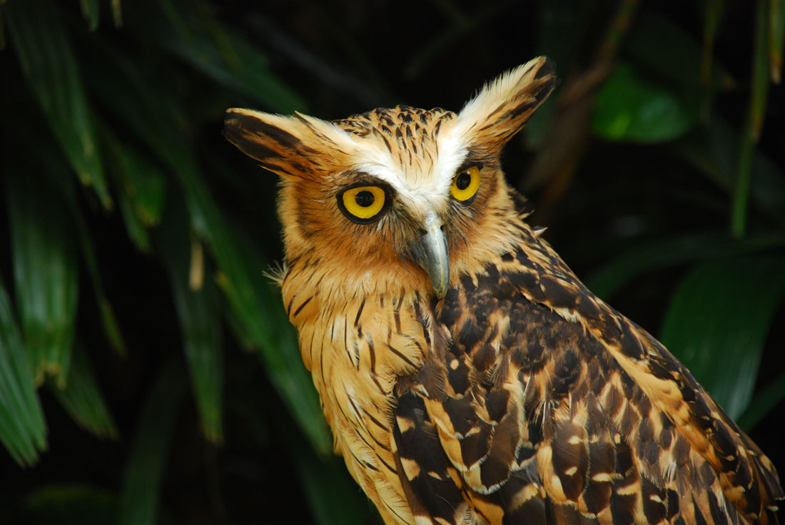 Bali Photography Tours: Bali Bird Park