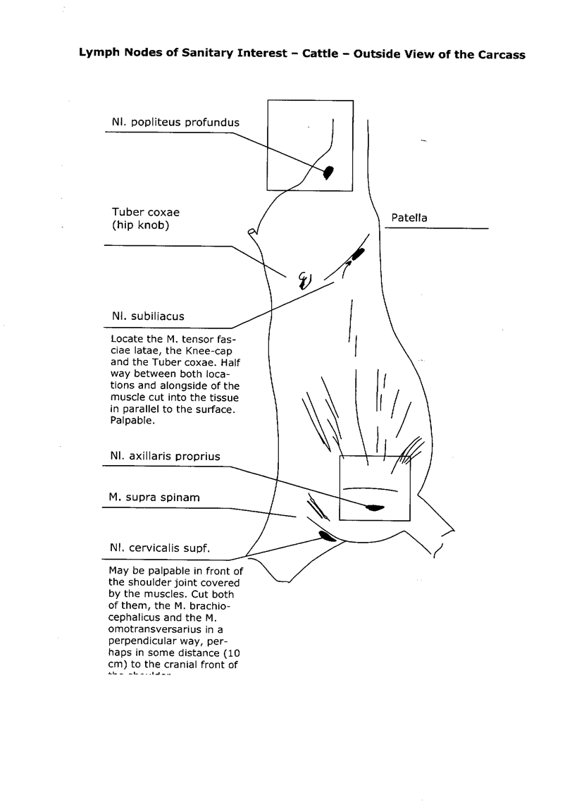 العلوم البيطرية: cattle meat inspection : lymph node