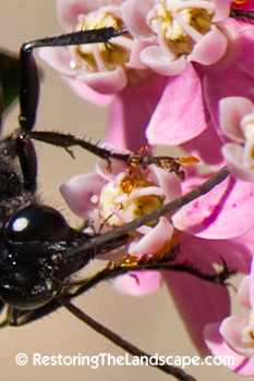 Restoring The Landscape With Native Plants: Milkweed Pollination - A ...