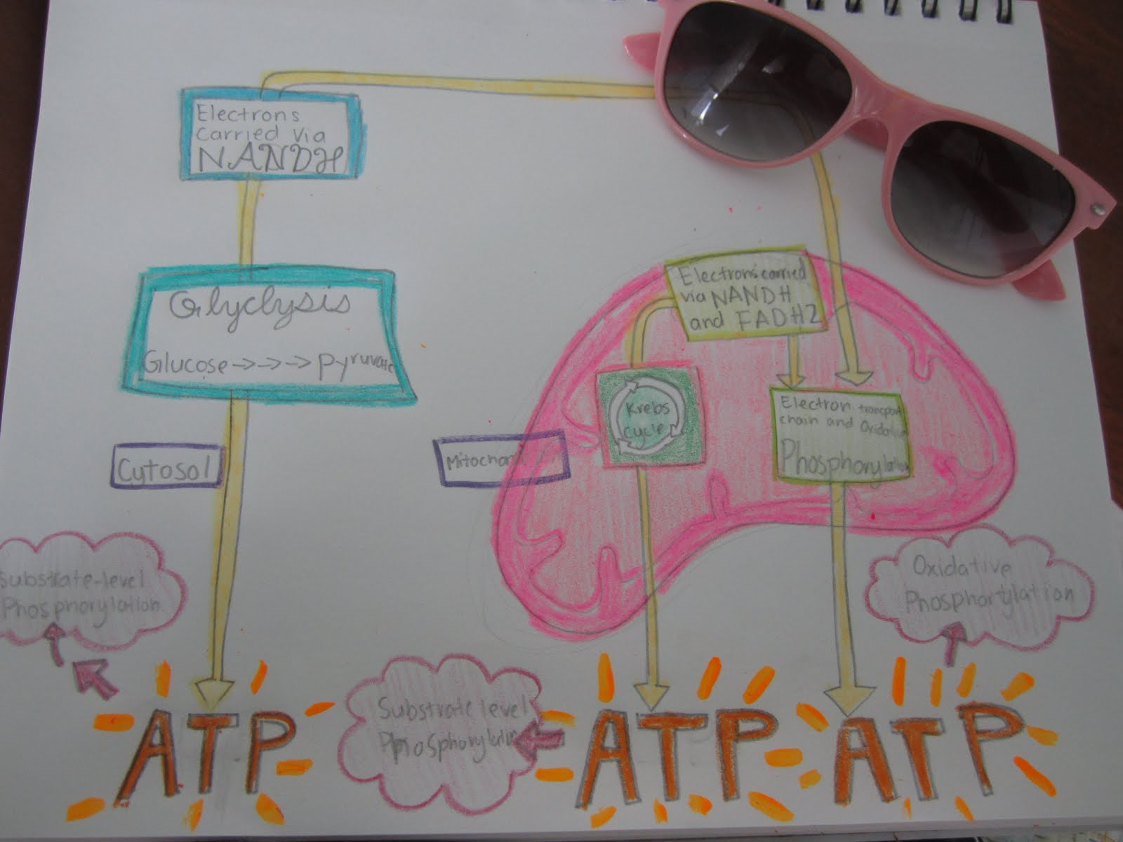 AP Biology: (Cellular Respiration)