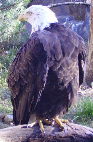 History of Geology: Earthquake - myths: North America