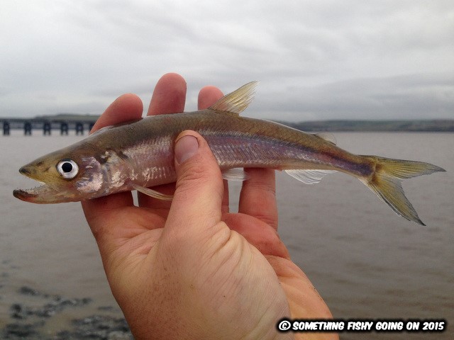 Something Fishy Going On: The sweet smelt of success.