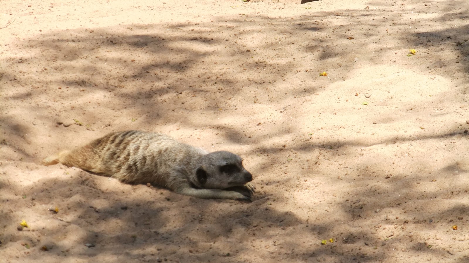 Justina-Overseas: Taronga Zoologijos Sodas Sidnėjus