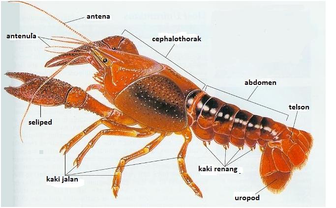 Morfologi Udang | BIOLOGY SMART