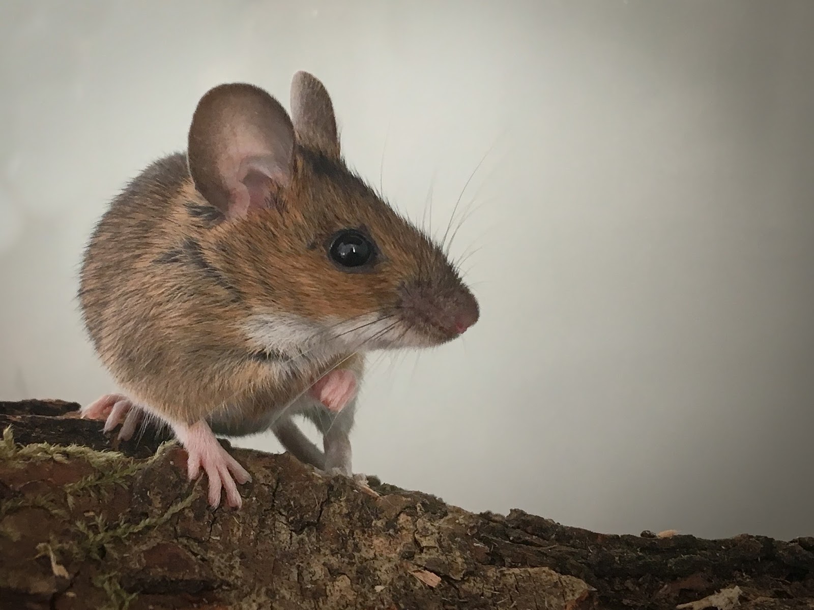 Oxfordshire Wildlife