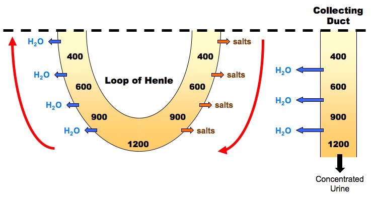 #111 Production of urine in a nephron - Ultrafiltration and ...