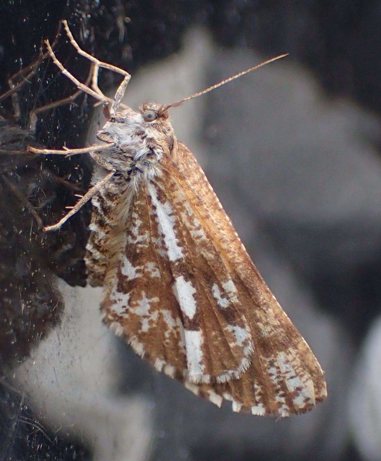 Ceredigion Moths: Northern Rustic and friends at Wallog
