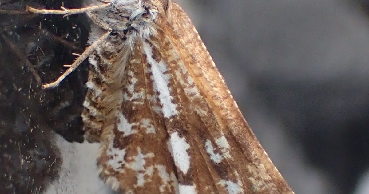 Ceredigion Moths: Northern Rustic and friends at Wallog