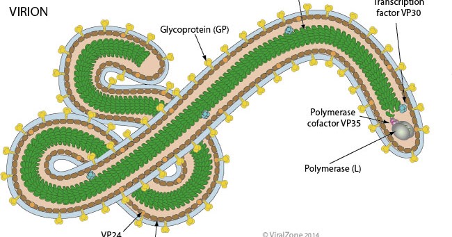 WANIBESAK: Inilah 4 Jenis Virus yang Sangat Mematikan di Dunia