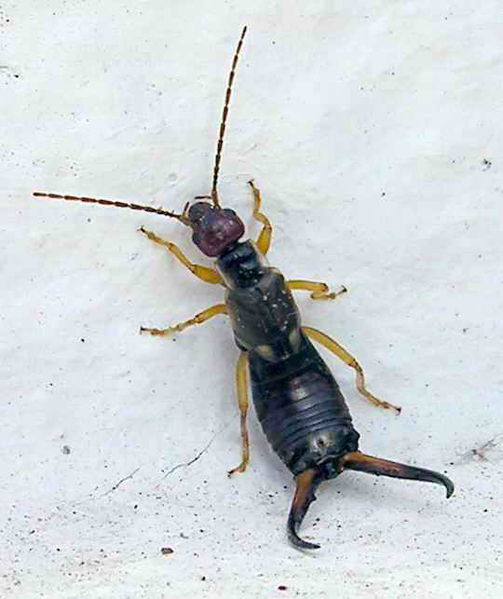 Common Earwig