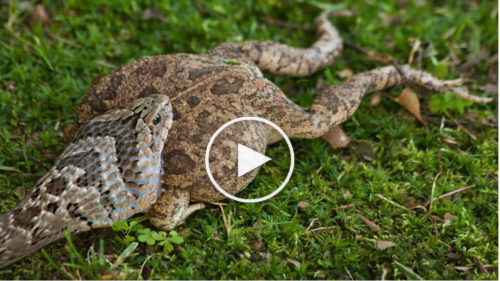 Snake Attack Frog - Giant Snake Attacks - my share