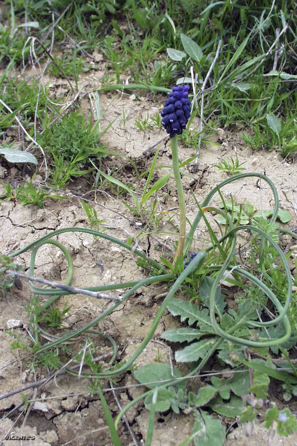 Las flores silvestres de Hormaza: Muscari neglectum