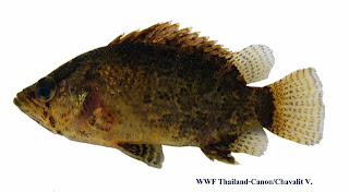 INDONESIAN FRESHWATER FISH COMMUNITY - IFFC: 9 Species of Family ...
