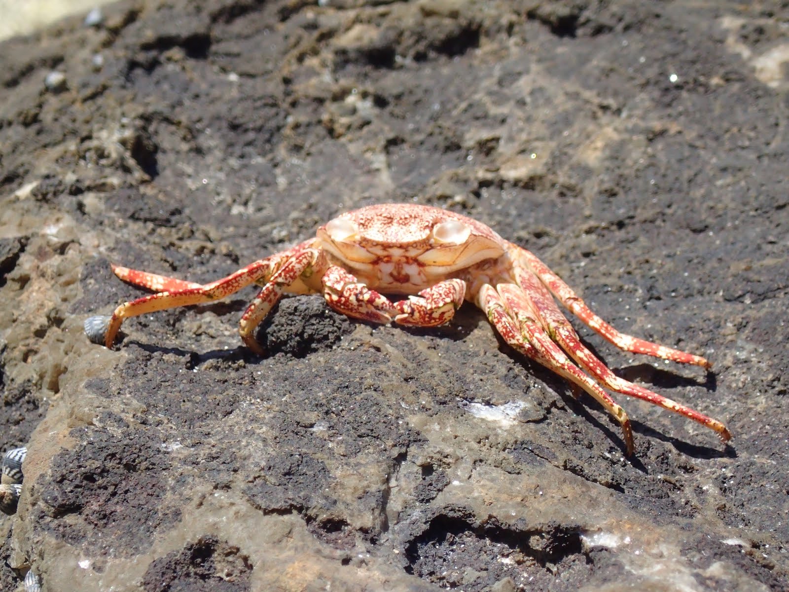 Things we did today...: Chillin’ Like Anguillans