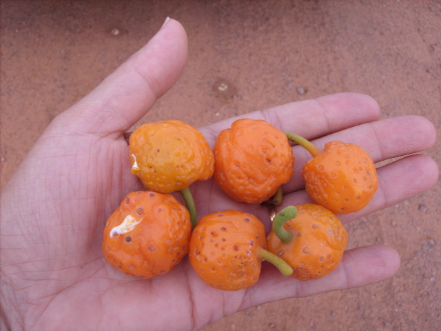 Belezas Naturais: mama cadela