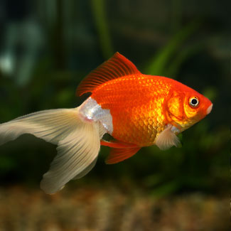 Coaching de vida-zen: EL PEQUEÑO PEZ