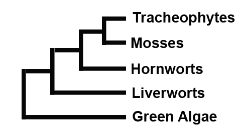 Moss Plants and More: August 2011