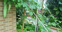 BPP Kedungwaru Kabupaten Tulungagung Jawa Timur: BUDIDAYA TANAMAN PARE