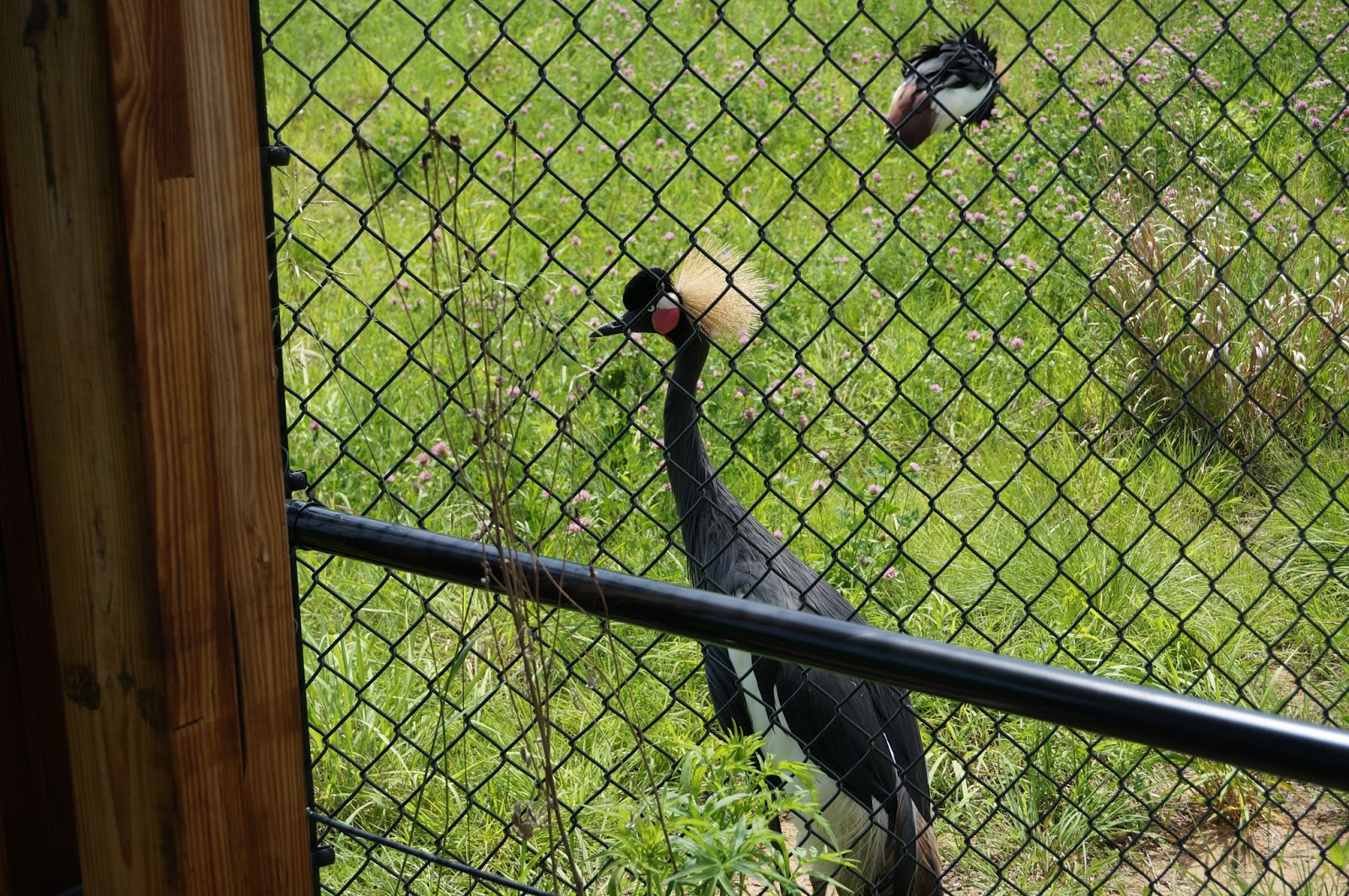 Spicebush Log: Baraboo, the Leopold Shack, and Rare Cranes