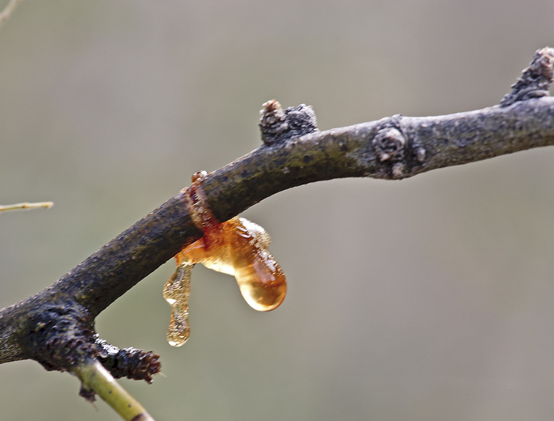 Your Daily Dose of Sabino Canyon: A Mesquite Girdler Beetle's Been Here