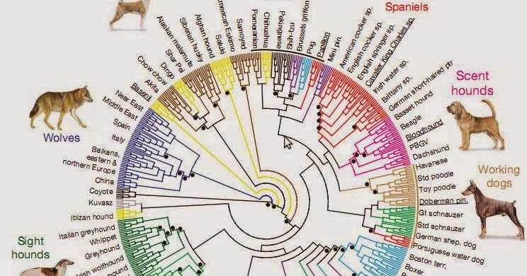 FILOGENIA MOLECULAR E CLASSIFICAÇÃO FILOGENÉTICA | Klima Naturali™