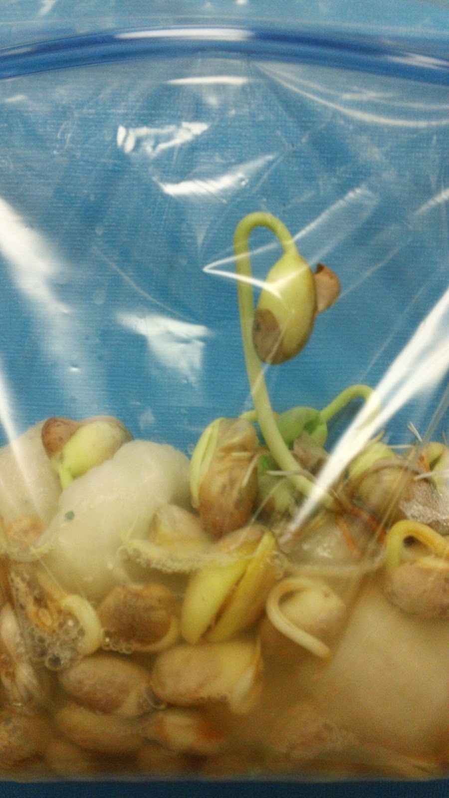 Cats, Kids and Crafts: Bean Project - Science