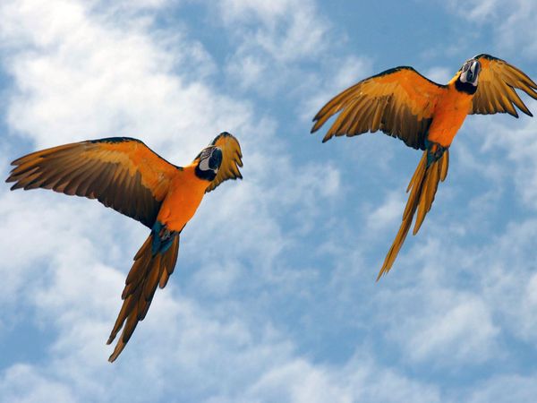Photos: two orange flying parrots