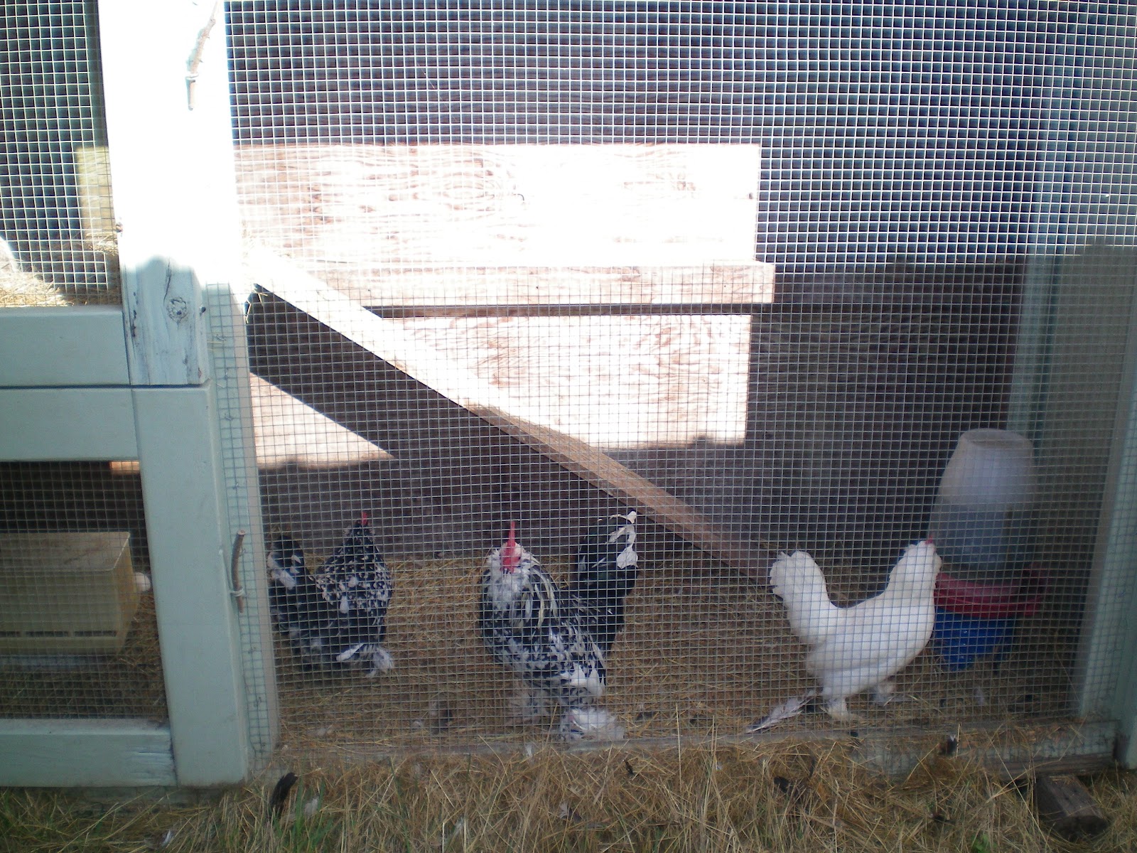 Just Chickens...: New chicken pen!