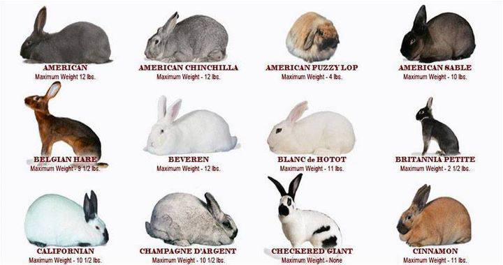 Balcony Bunny: Jenis Arnab