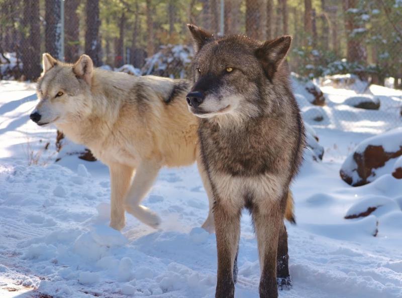 101 Lobos. Sobre las subespecies lobunas.