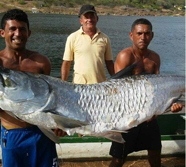 Pescadores capturam peixe gigante no Rio São Francisco – JB NOTÍCIAS