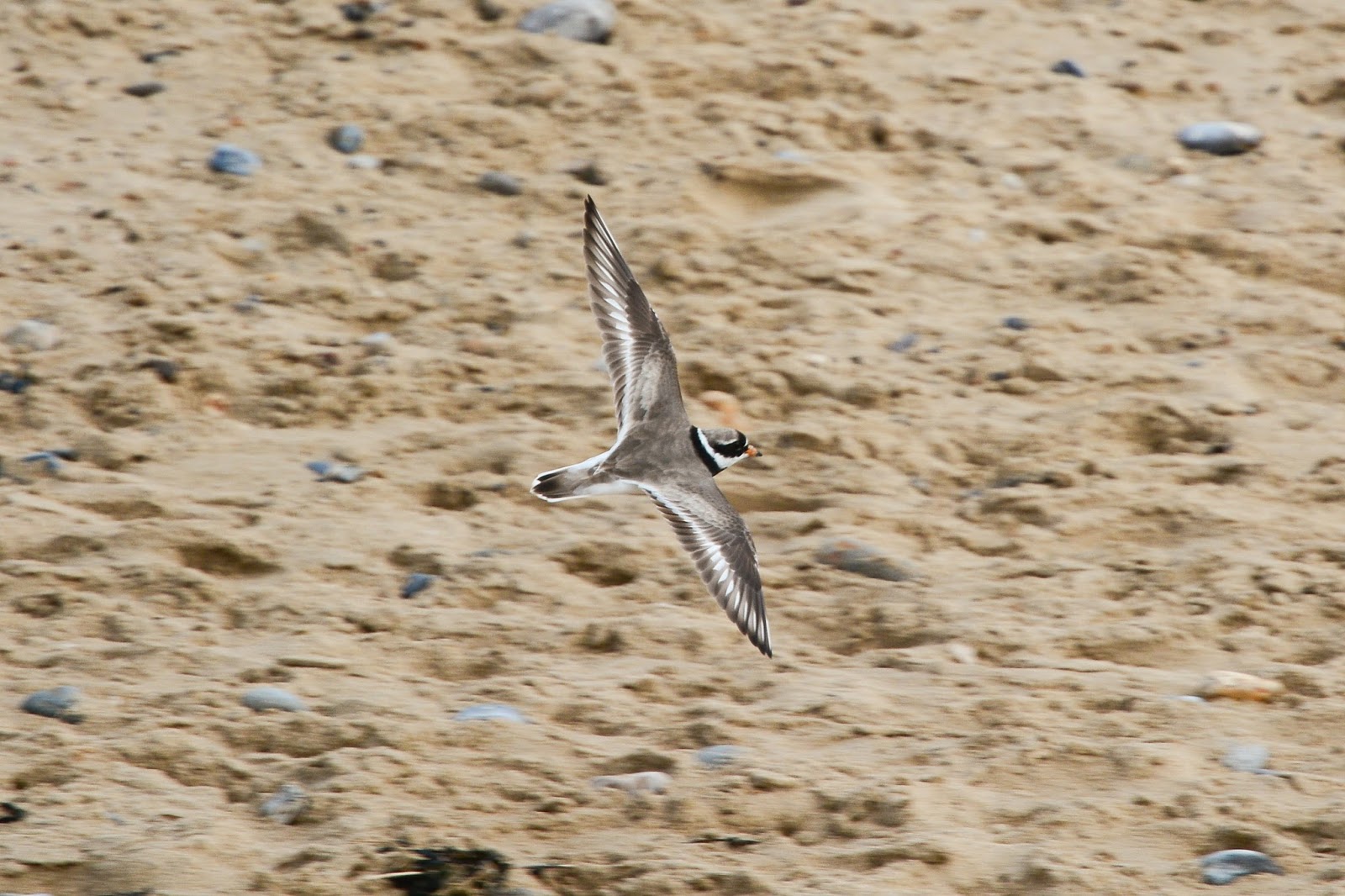 Happisburgh Parish Bird List