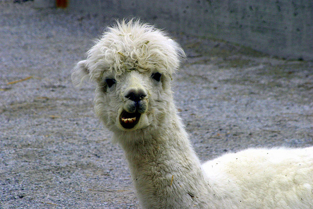 Funny Llamas Nice Photos | All Funny