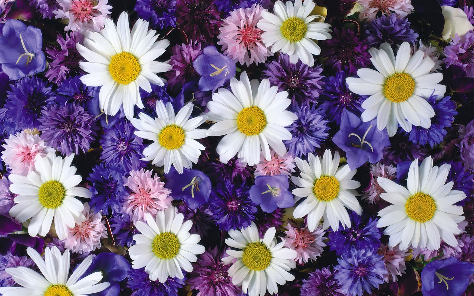 Bloemen Wallpapers | HD Wallpapers