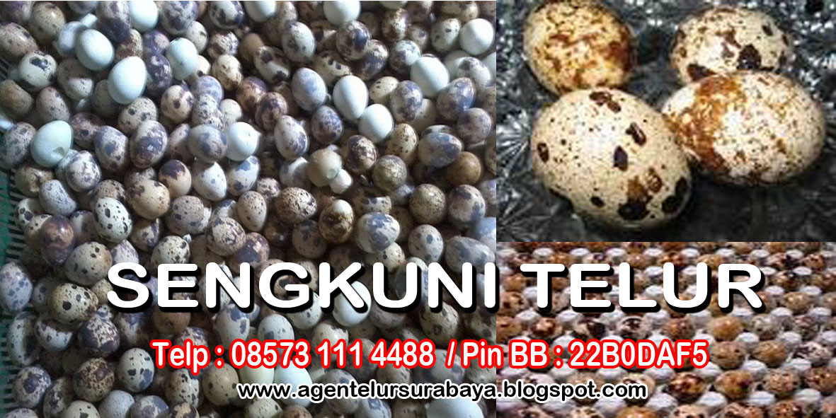 Agen dan Supplier Telur Surabaya: 2020
