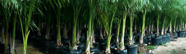 Tropicals gardens (semillas, arboles, palmeras, trepadoras, acuaticas ...