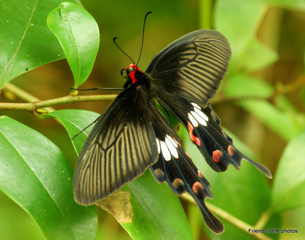 Photographic Wildlife Stories in UK/Hong Kong: White Dragontail butterfly