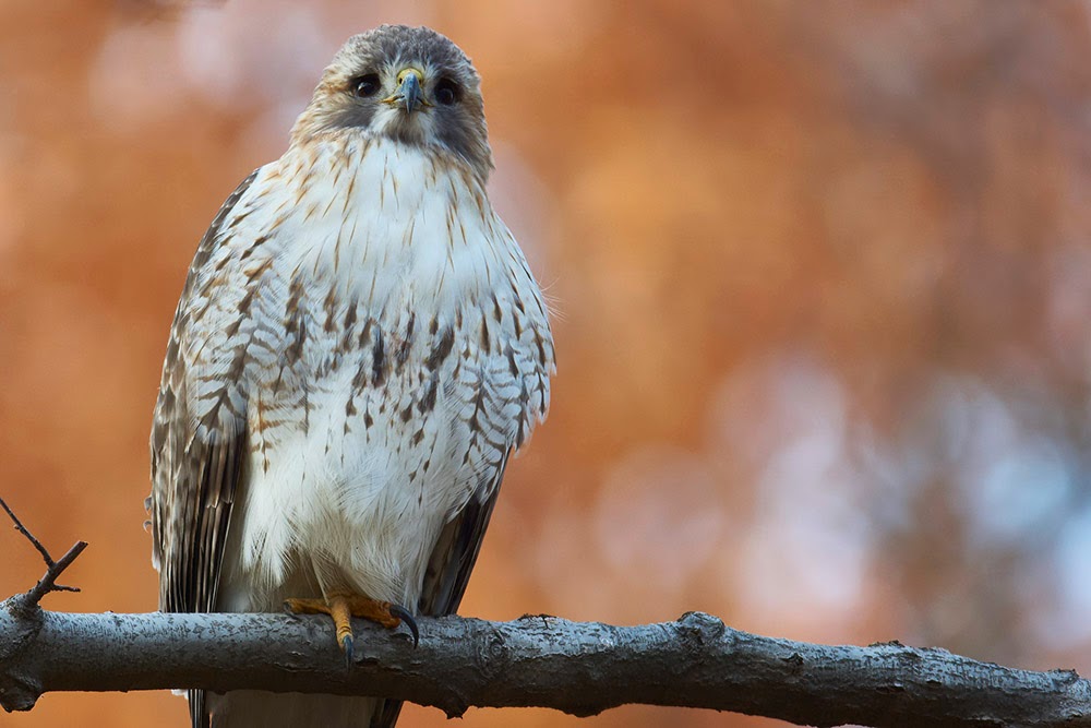 Marie Winn's Central Park Nature News: PALE MALE & OCTAVIA HAVE A HATCH!