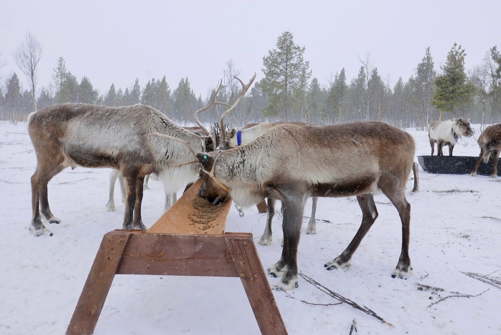 丹尼私遊記: 第五章 － Abisko 阿比斯庫