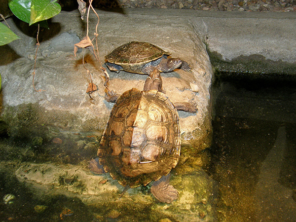 Observations from the Turtle Pond: Proverbs 1:8-19
