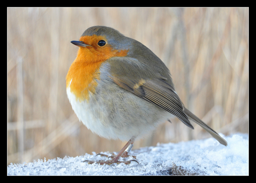 Gary Jones Wildlife Photography: 1. BRITISH BIRDS