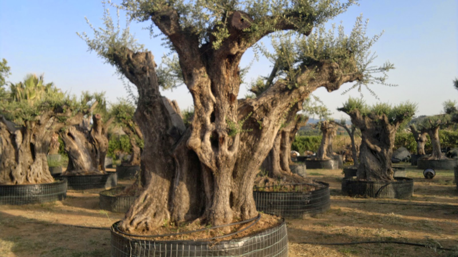 ΦΥΤΩΡΙΑ ΔΕΛΤΑ NURSERIES DELTA TREES LTD: Η ΕΛΙΑ ΤΟΥ ΑΤΛΑΝΤΑ