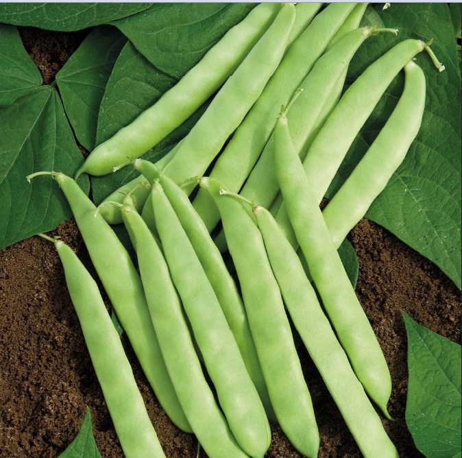 9 Khasiat Luar Biasa Buncis yang Wajib Anda Tahu | Manfaat Buah dan Daun