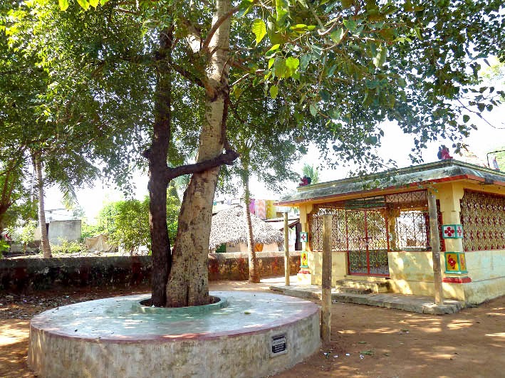 In India: Peepal tree weds Neem tree