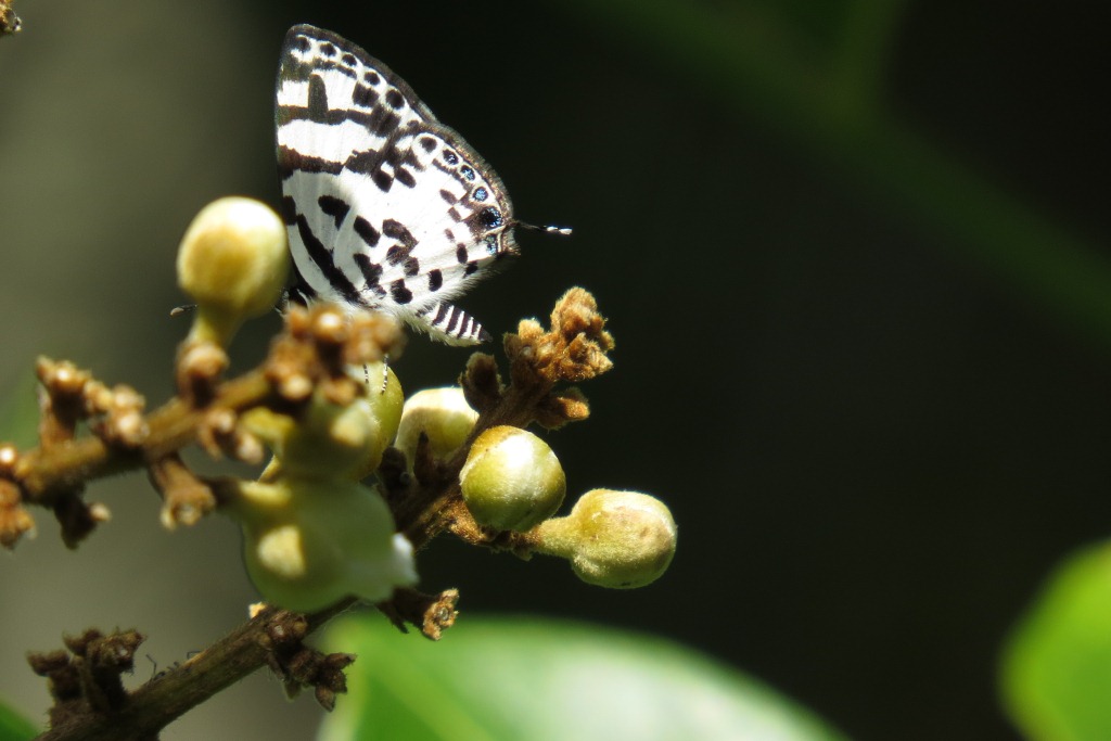 Crowned Eagle Research in KwaZulu-Natal: Aprils Insects